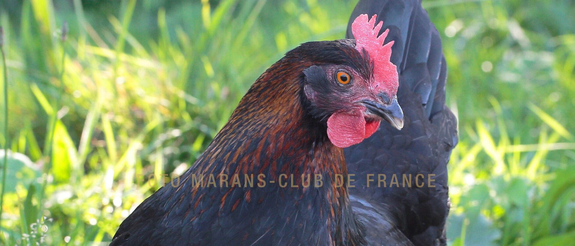 MARANS – MARANS BRASIL